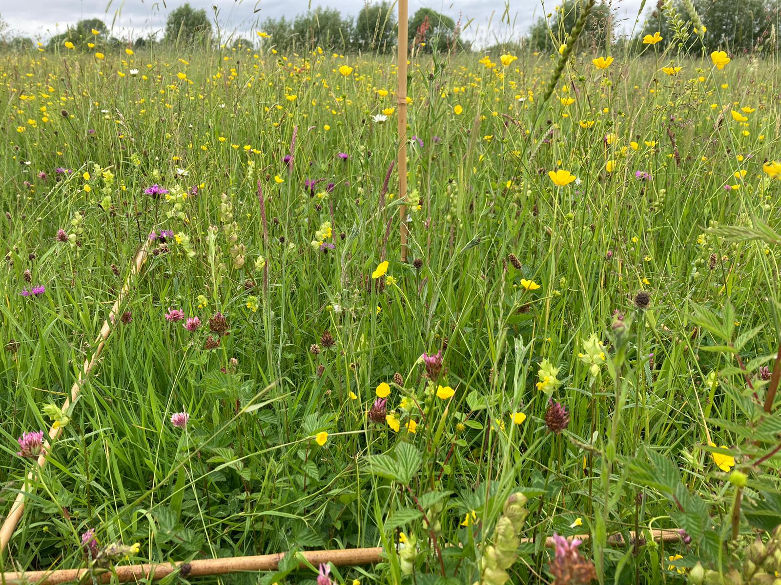 Urban Corridor Volunteer Session: Grassland Quality Surveying at West Nooks